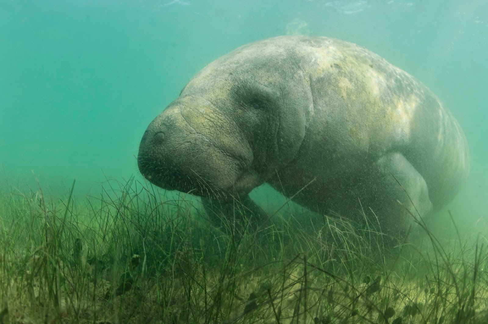 Saiba mais sobre o peixe-boi marinho e contribua para a sua preservação